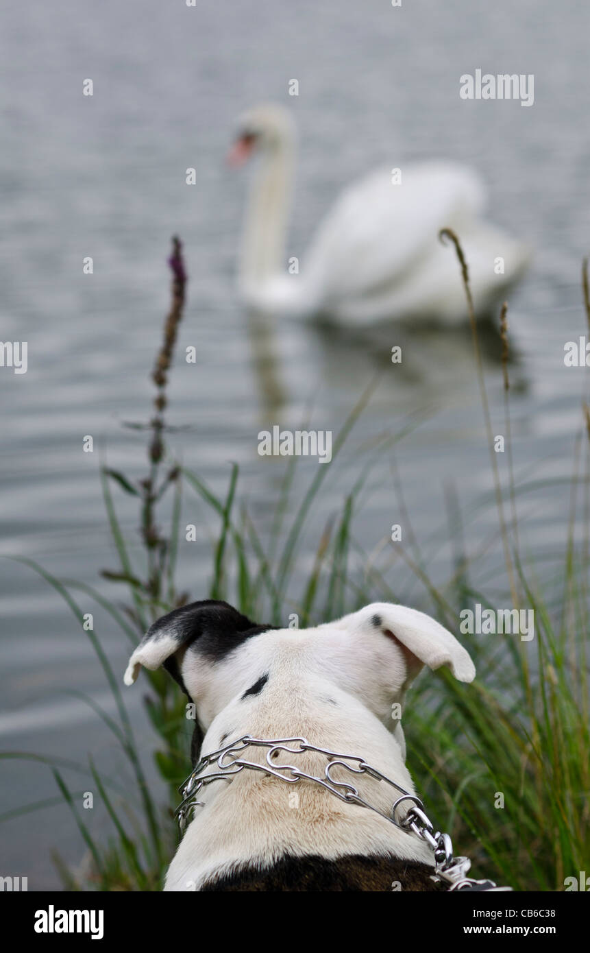 Swan and dog hi-res stock photography and images - Alamy