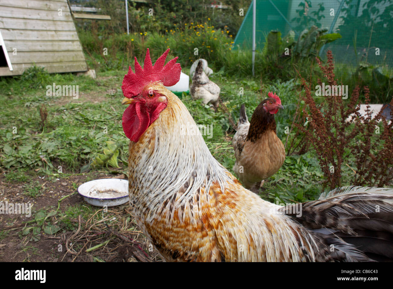 Rooster and hens in pen Stock Photo - Alamy