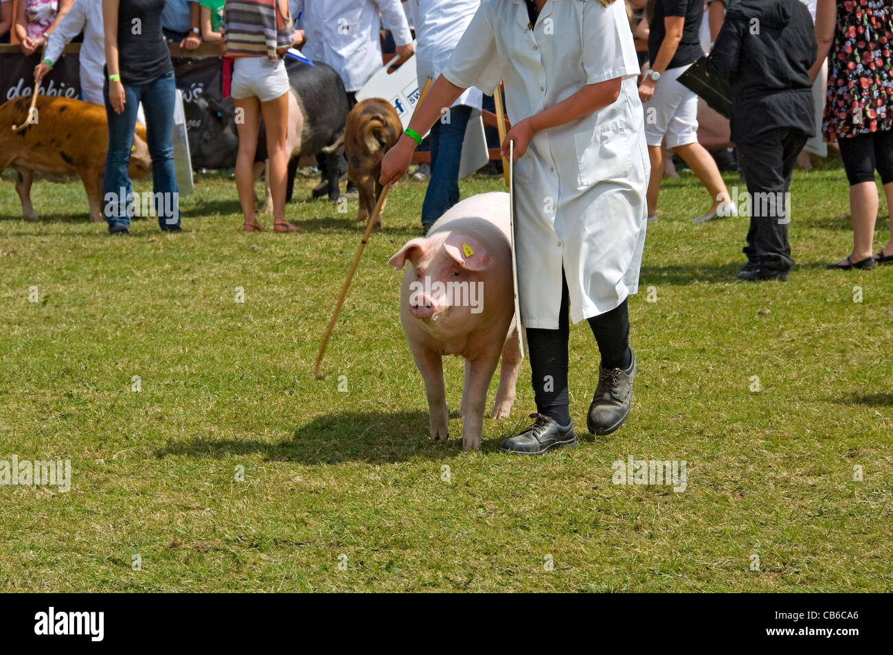 Prize Pigs High Resolution Stock Photography and Images - Alamy
