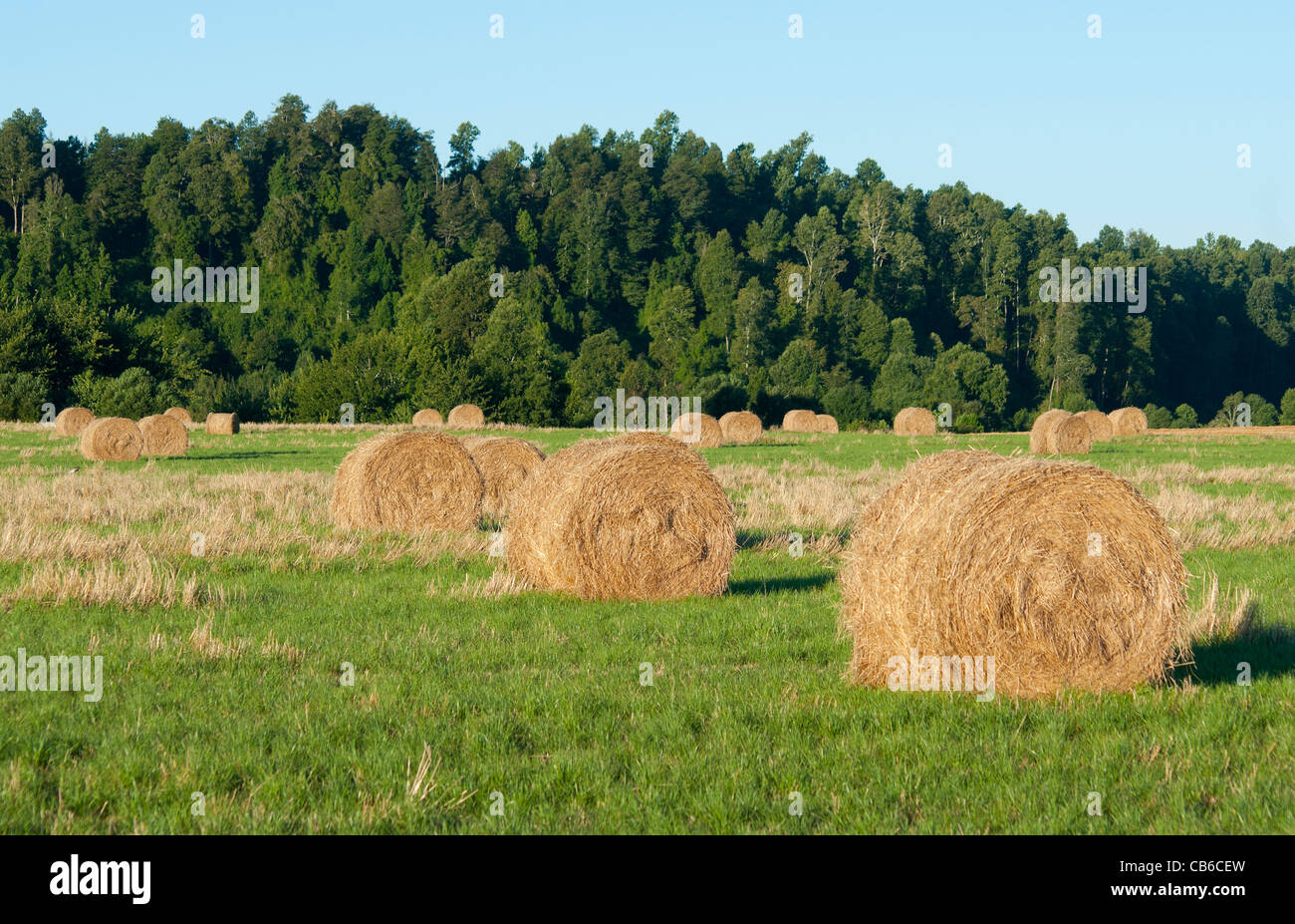 Dry wheat bundles hi-res stock photography and images - Alamy