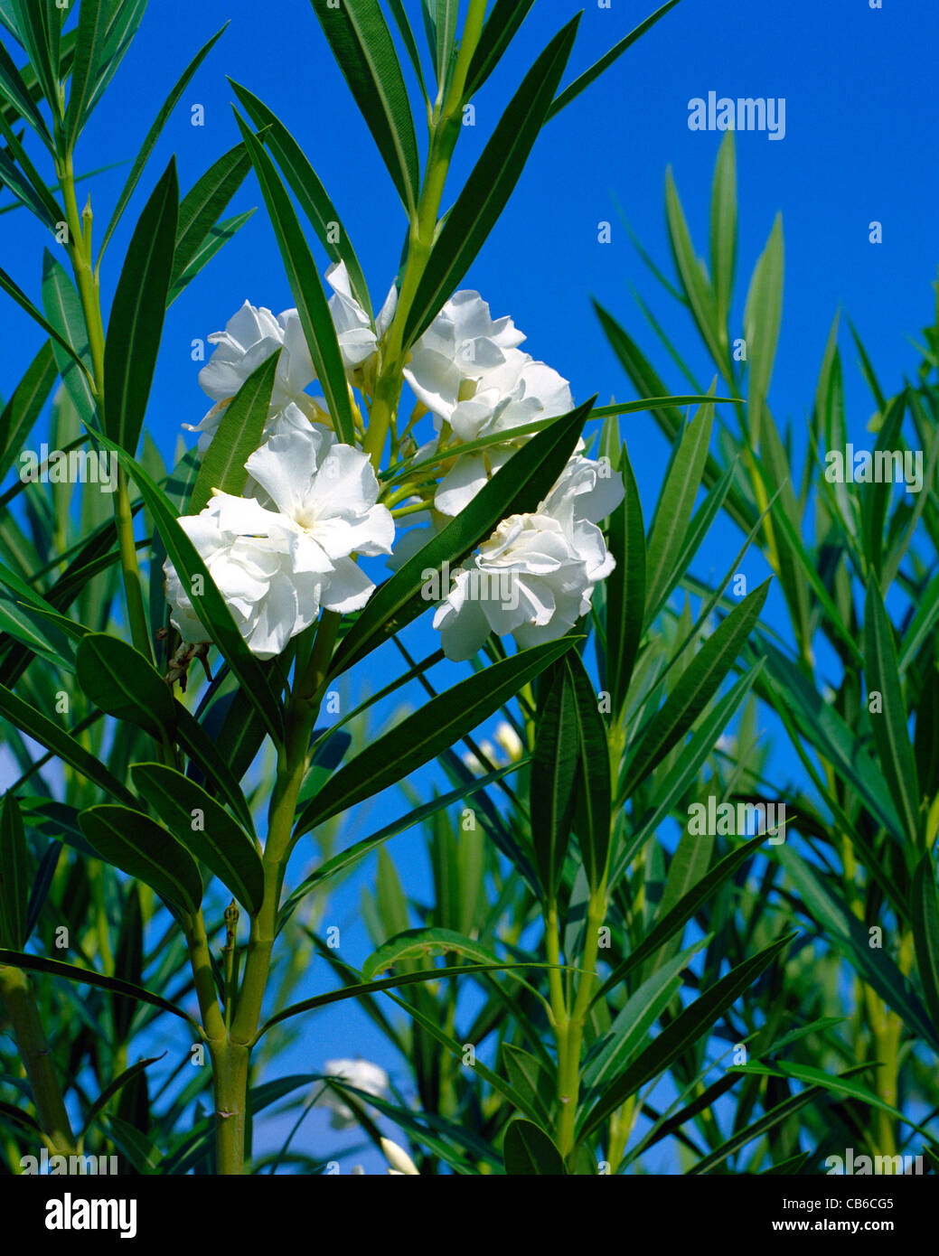 White flower of Nerium oleander against blue sky Big Island Hawaii ...