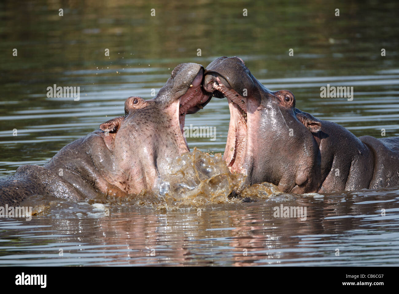 Two hippos mouth open hi-res stock photography and images - Alamy