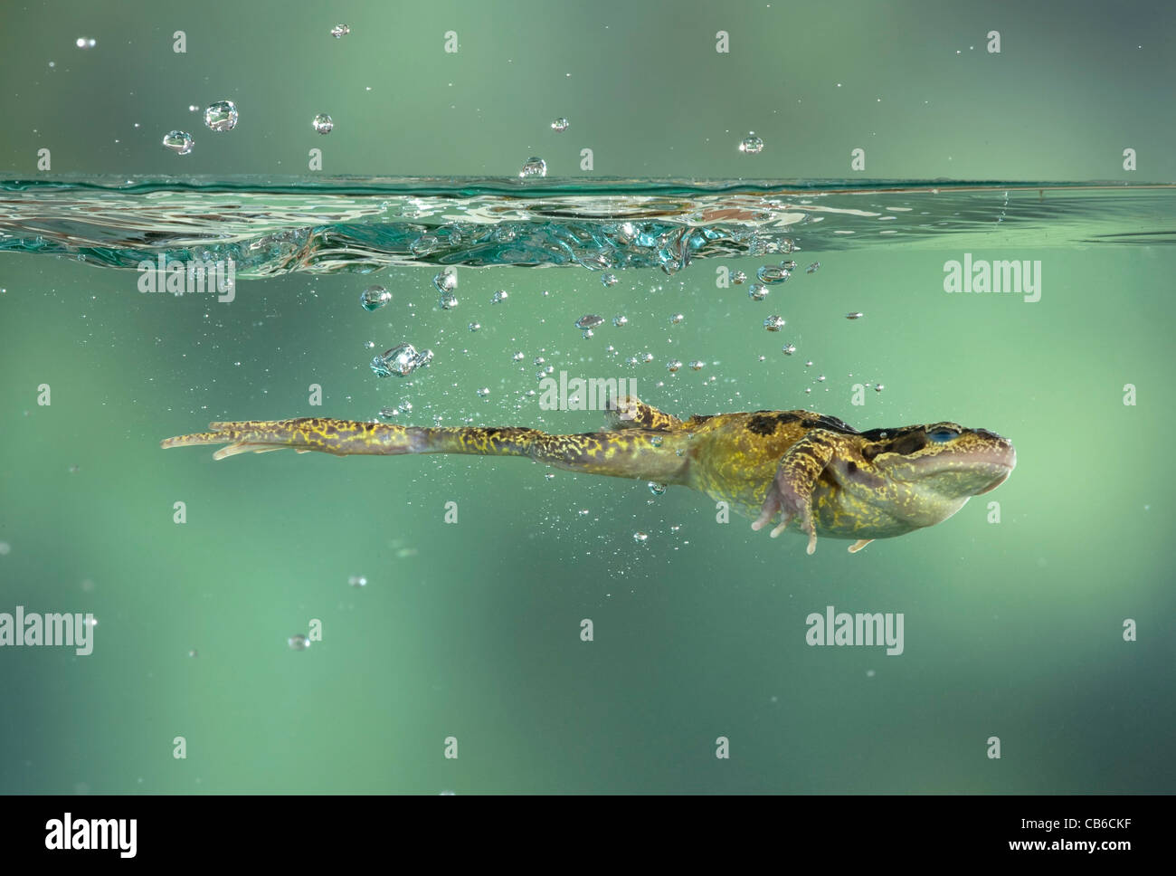 Leaping frog High Resolution Stock Photography and Images - Alamy