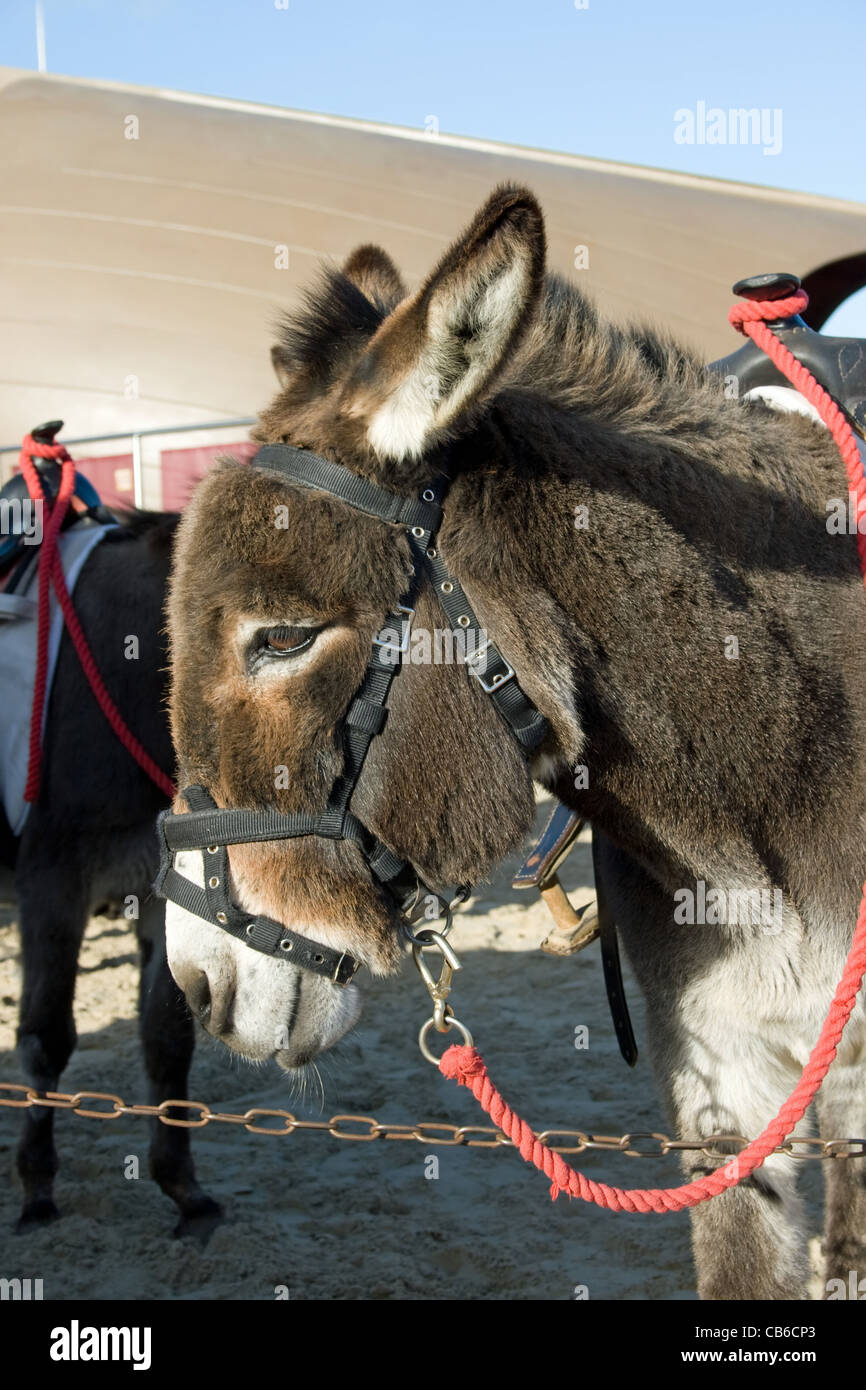 Donkey bridle hi-res stock photography and images - Alamy