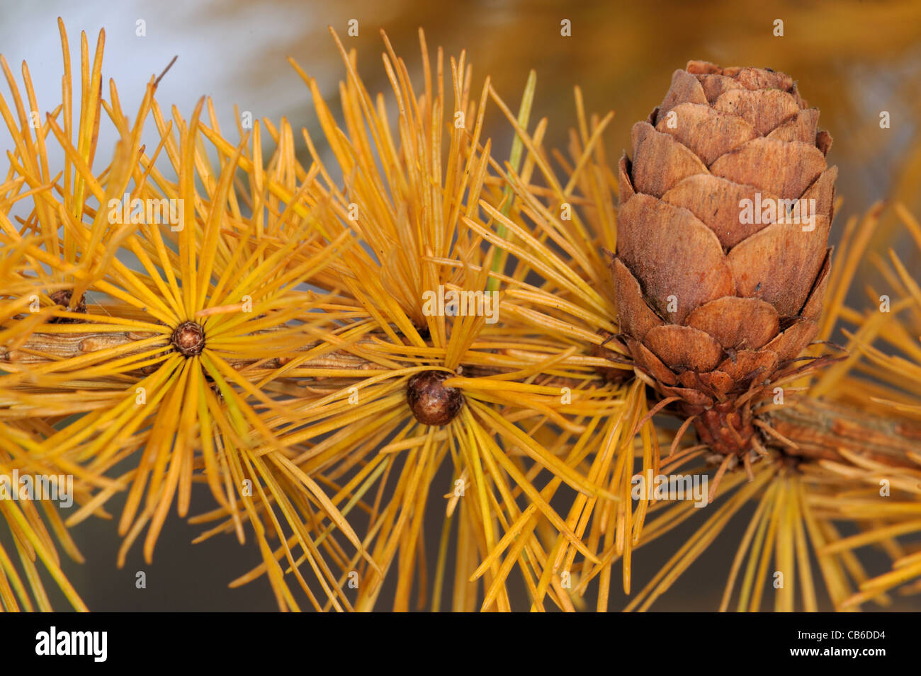 Larch tree with strobile in November Stock Photo - Alamy