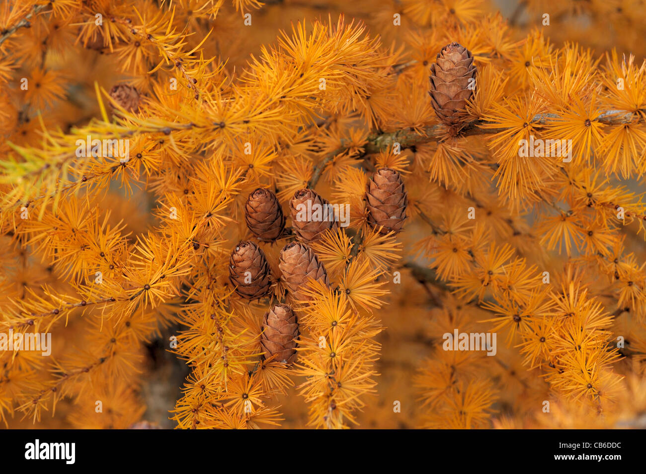 Autumn larch tree hi-res stock photography and images - Alamy