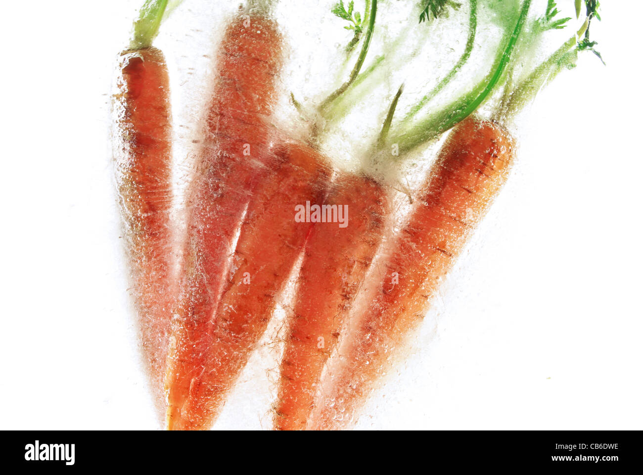 a bunch of fresh juicy carrots frozen in an ice block Stock Photo - Alamy