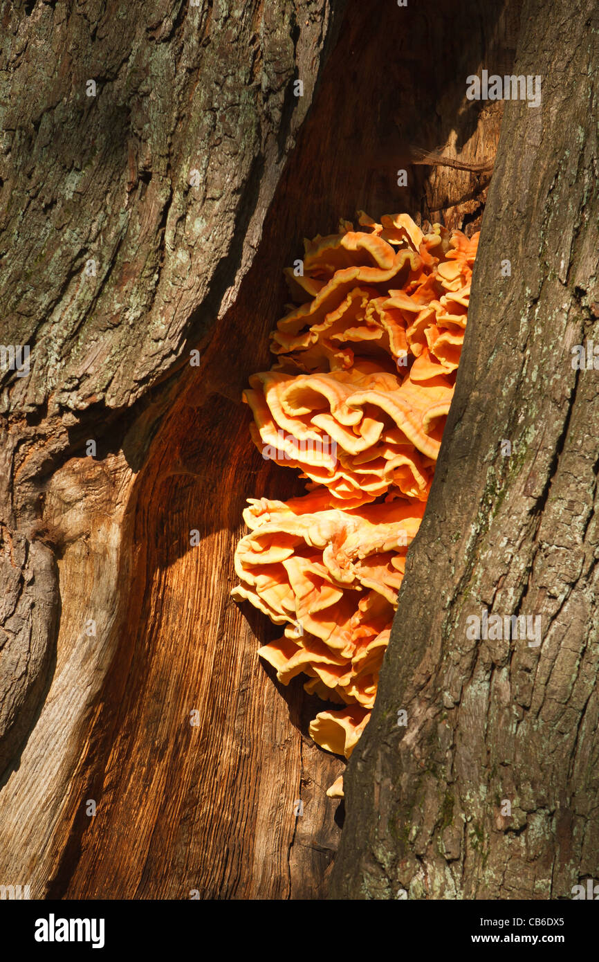 Sulphur Polypore - Chicken of the Woods Stock Photo - Alamy