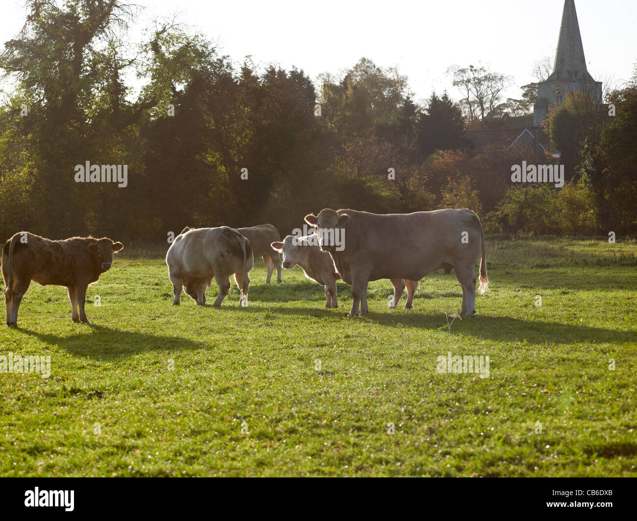 Community cattle hi-res stock photography and images - Alamy