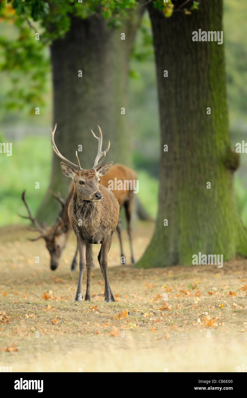 Two red deer stags hi-res stock photography and images - Alamy