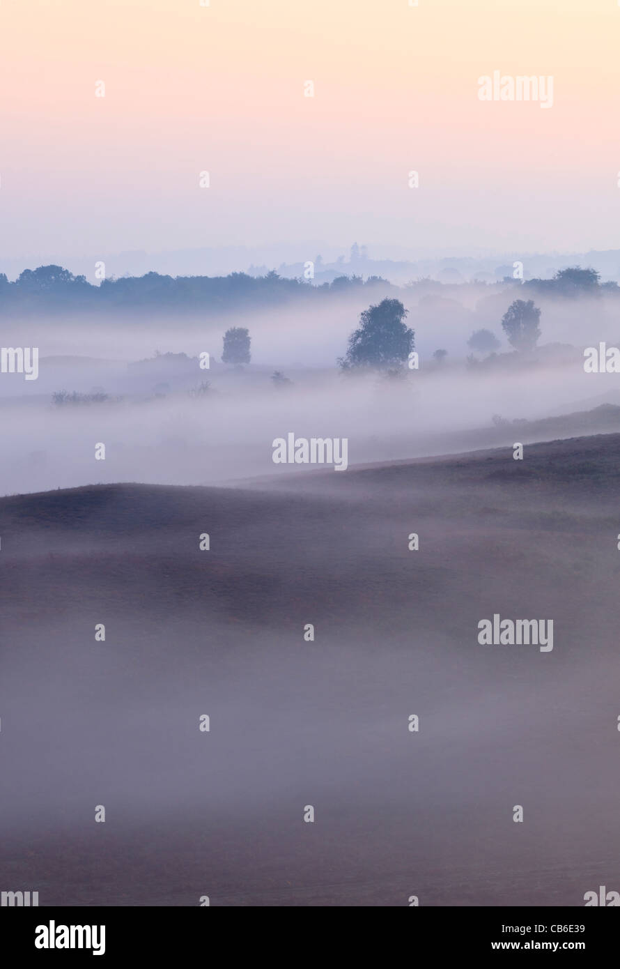 Misty new forest landscape hi-res stock photography and images - Alamy