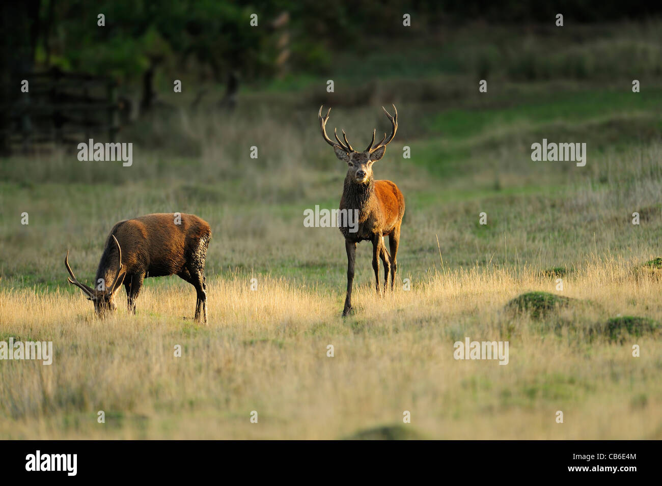 Two young male red deer hi-res stock photography and images - Alamy