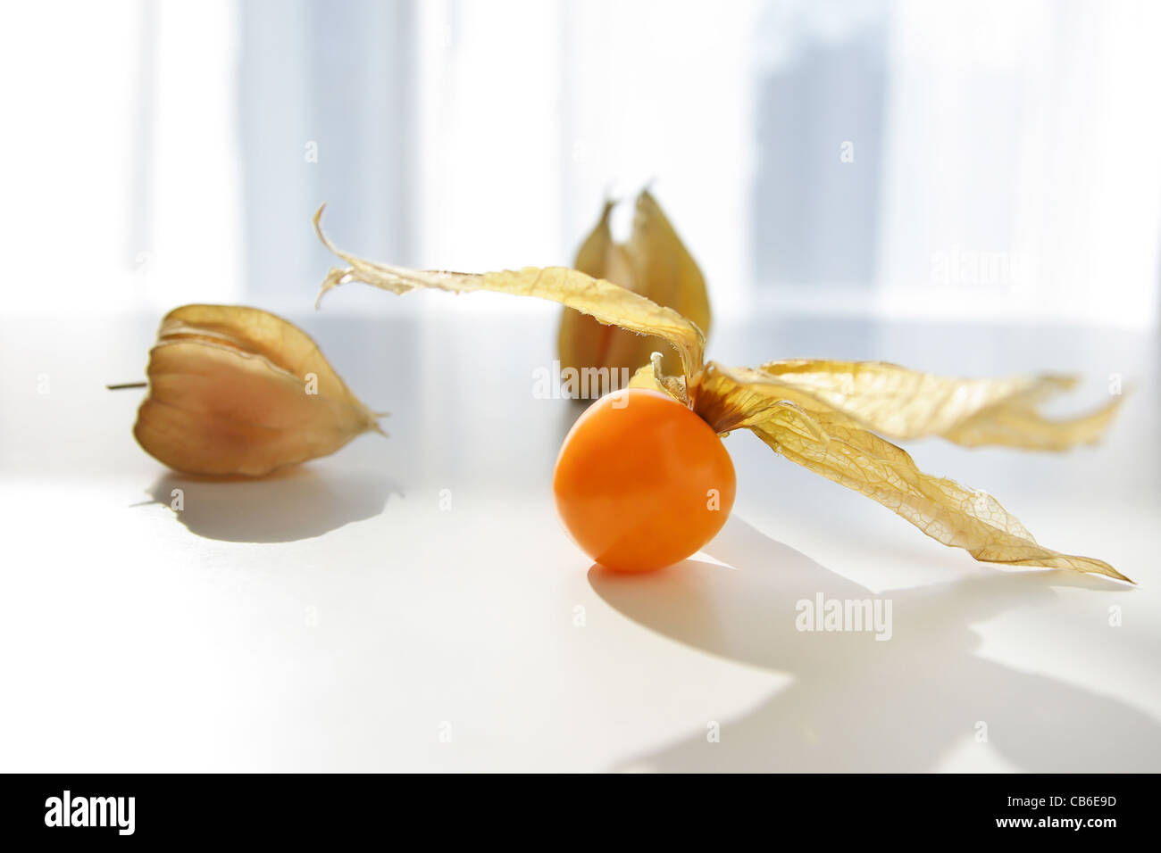 Physalis fruit on a white background Stock Photo - Alamy