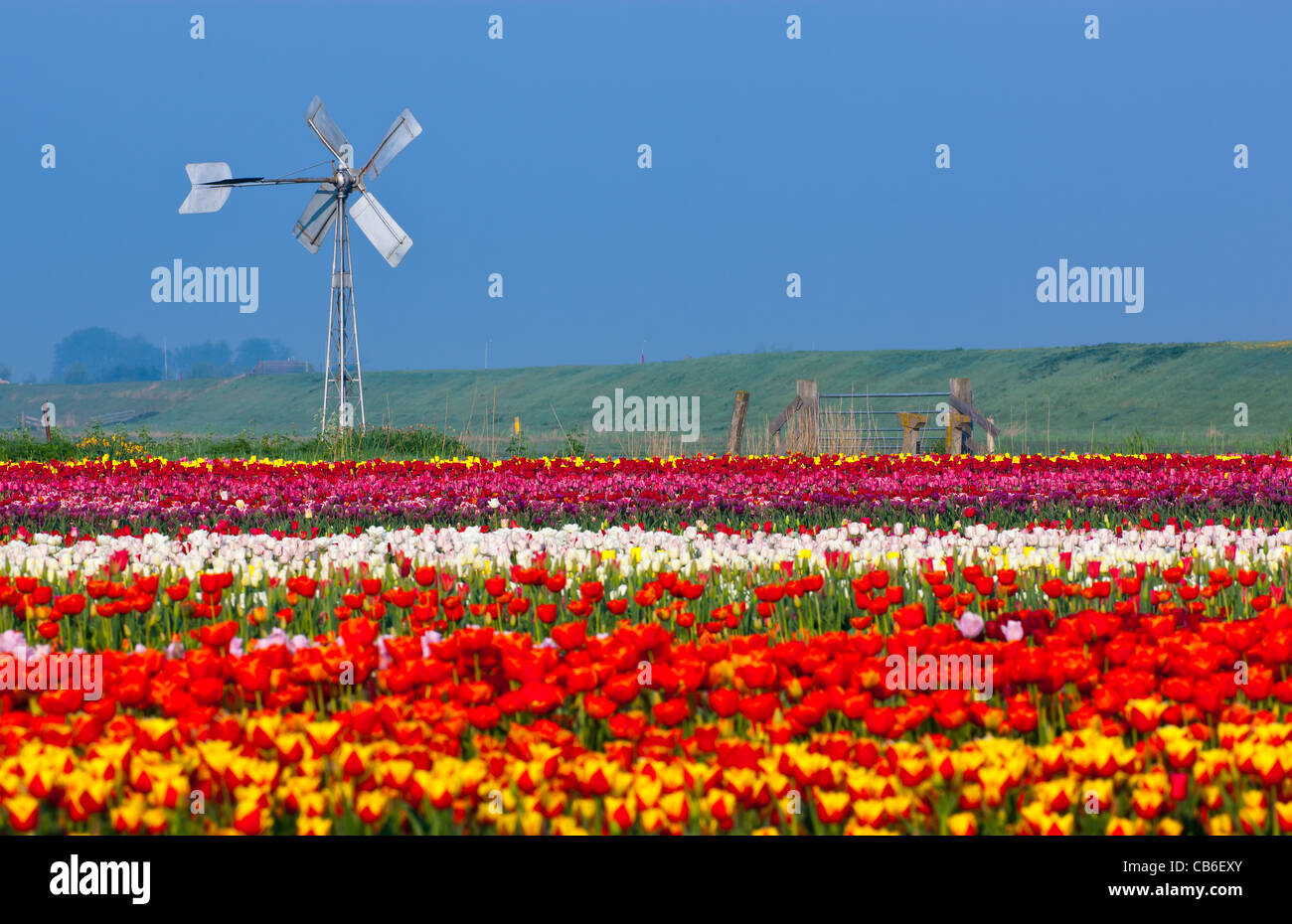 Dutch bulb and flowers fields during the spring in the Netherlands ...