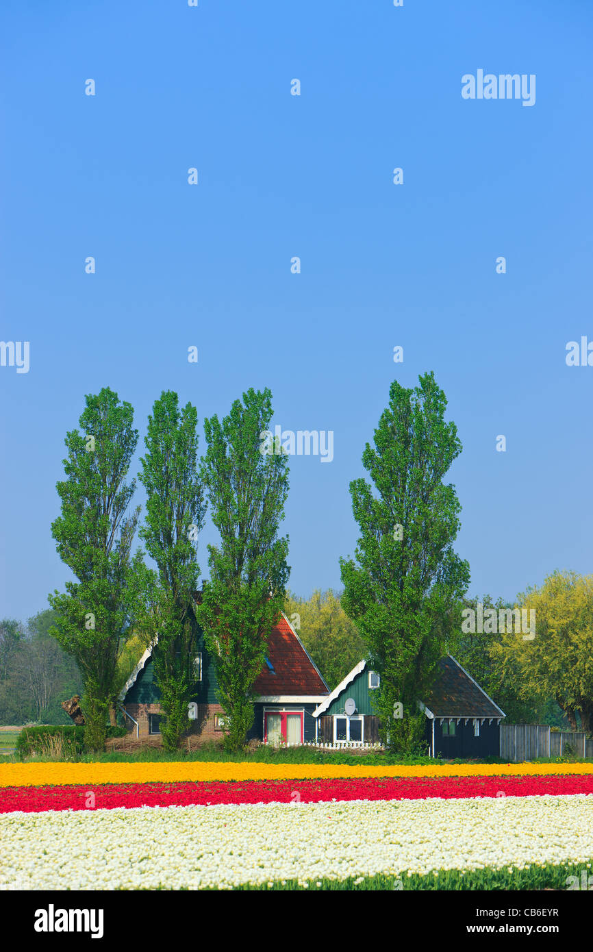 Dutch bulb and flowers fields during the spring in the Netherlands ...