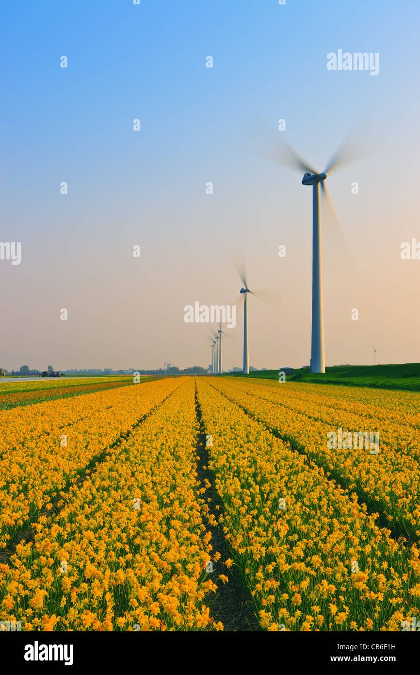 Dutch bulb and flowers fields during the spring in the Netherlands ...