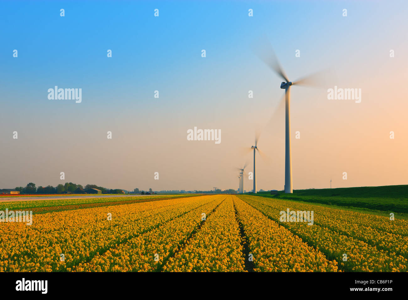 Dutch bulb and flowers fields during the spring in the Netherlands ...