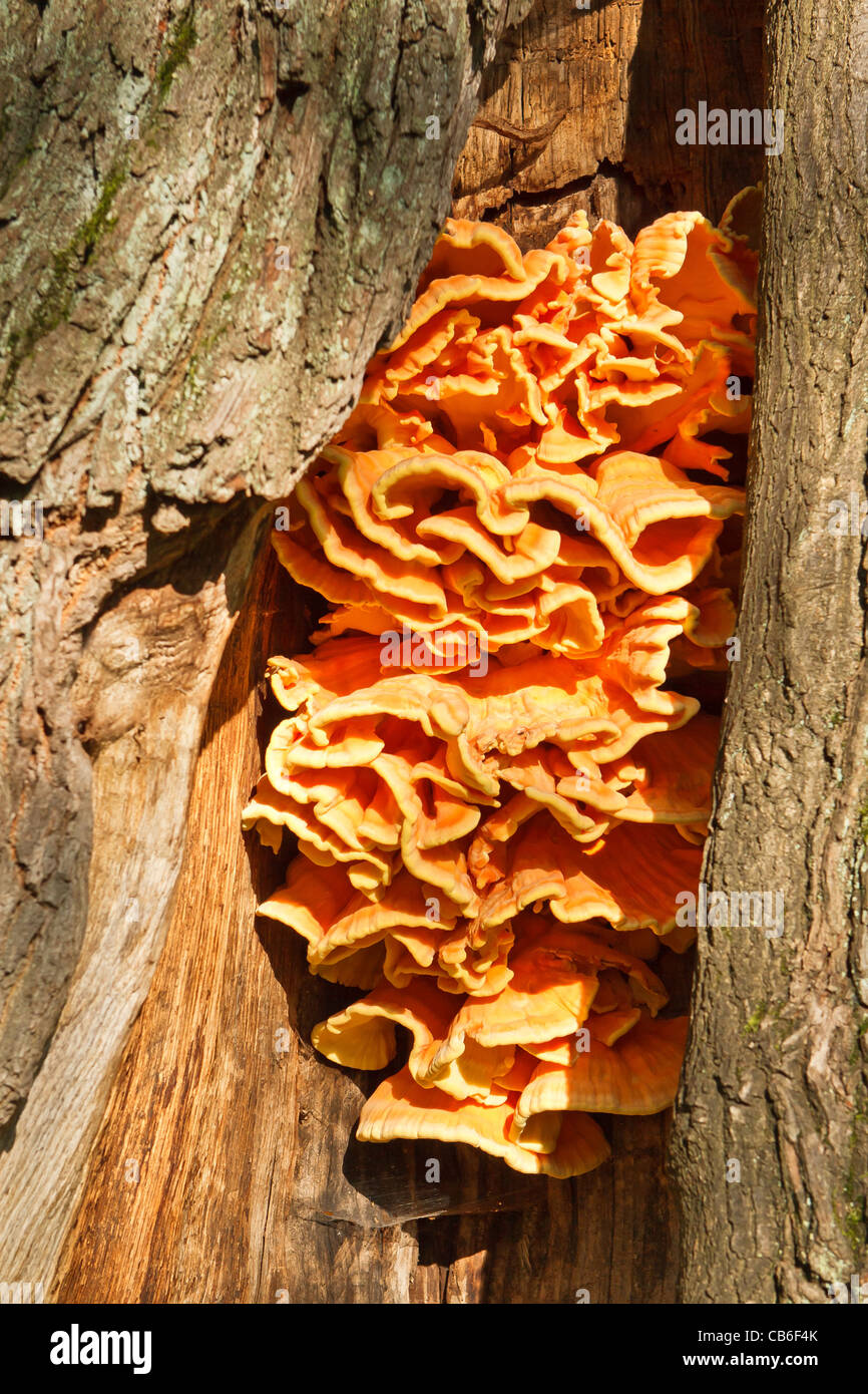 Sulphur Polypore - Chicken of the Woods Stock Photo - Alamy