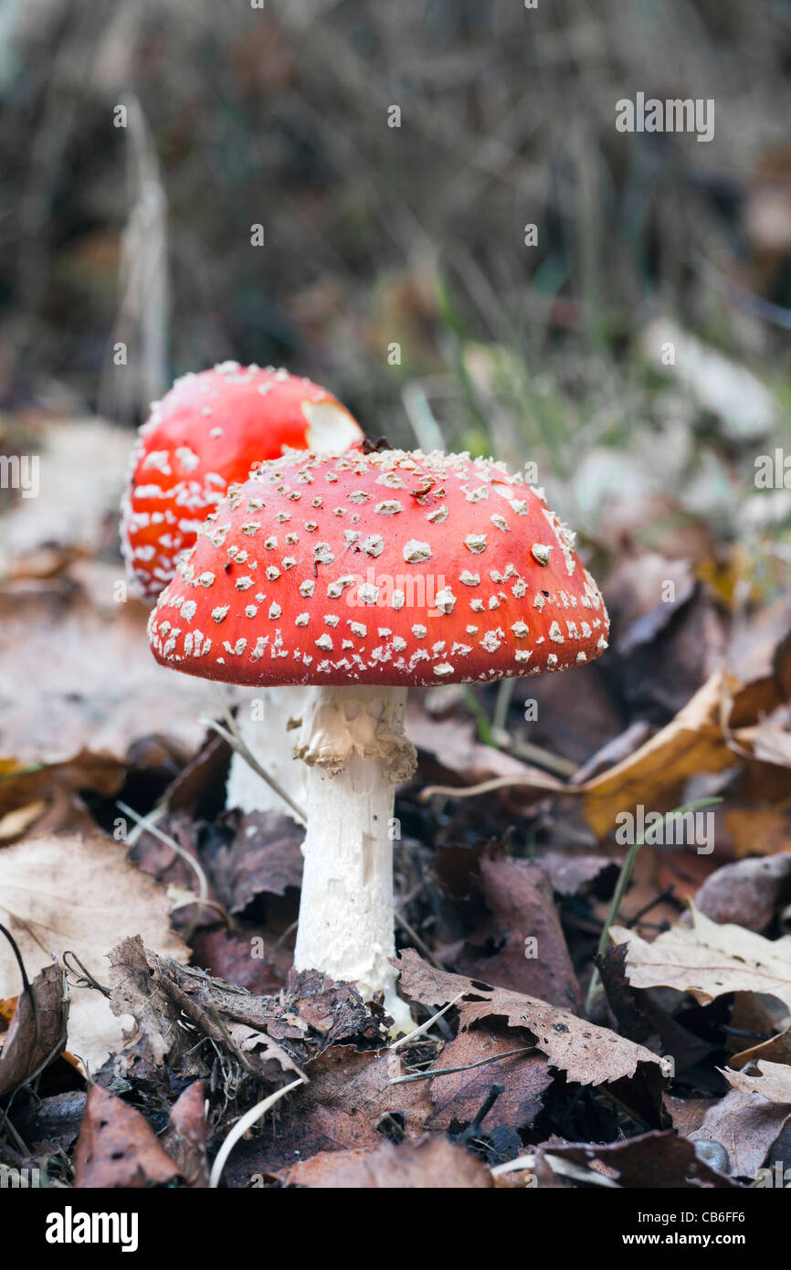 Two red and white spotted Fly Agaric (Amanita Muscaria) toadstools ...