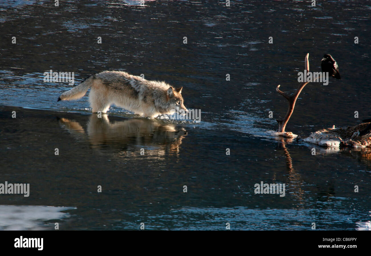 Elk wolf hunt hi-res stock photography and images - Alamy
