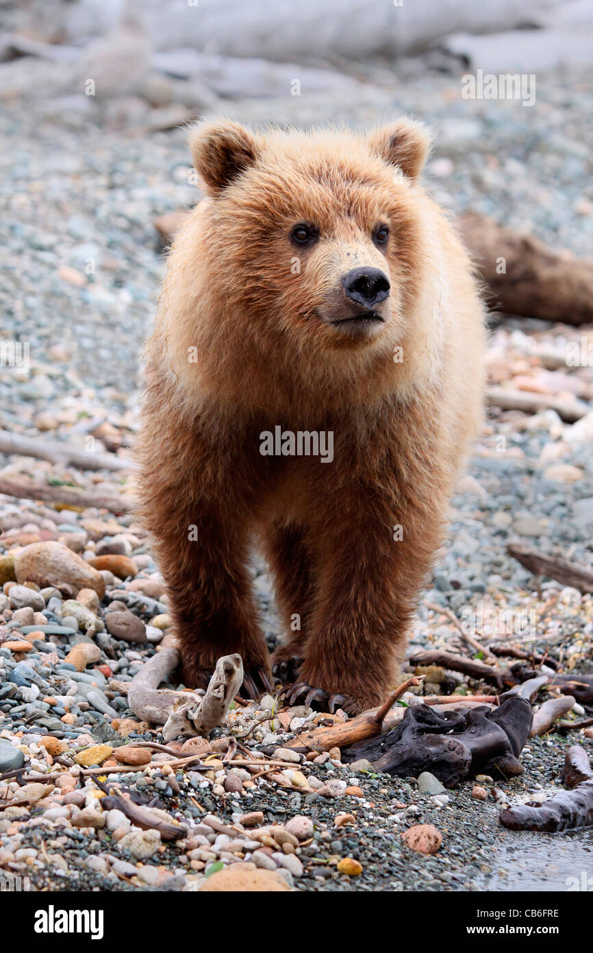 Approaching Grizzly Cub Stock Photo - Alamy