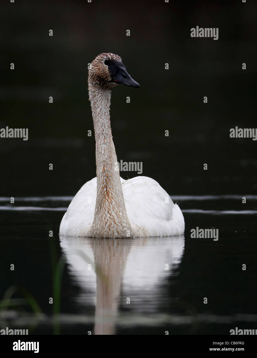 Trumpeter swan hi-res stock photography and images - Alamy