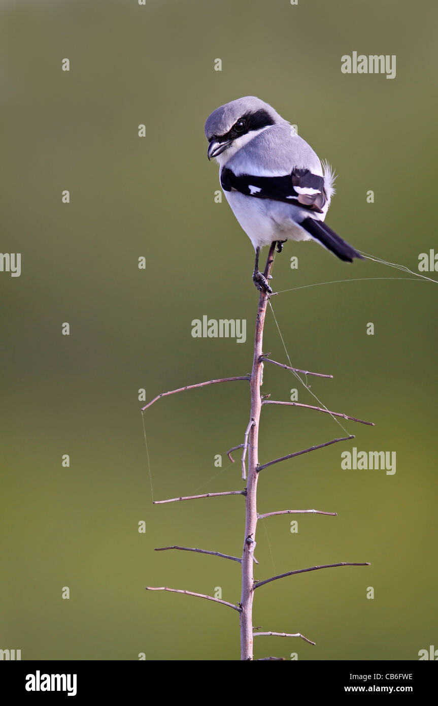 A Loggerhead Shrike Lanius ludovicianus Stock Photo - Alamy
