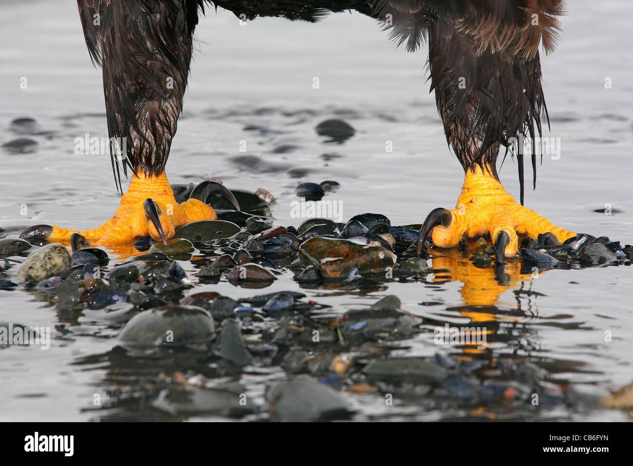 Eagle feet hi-res stock photography and images - Alamy