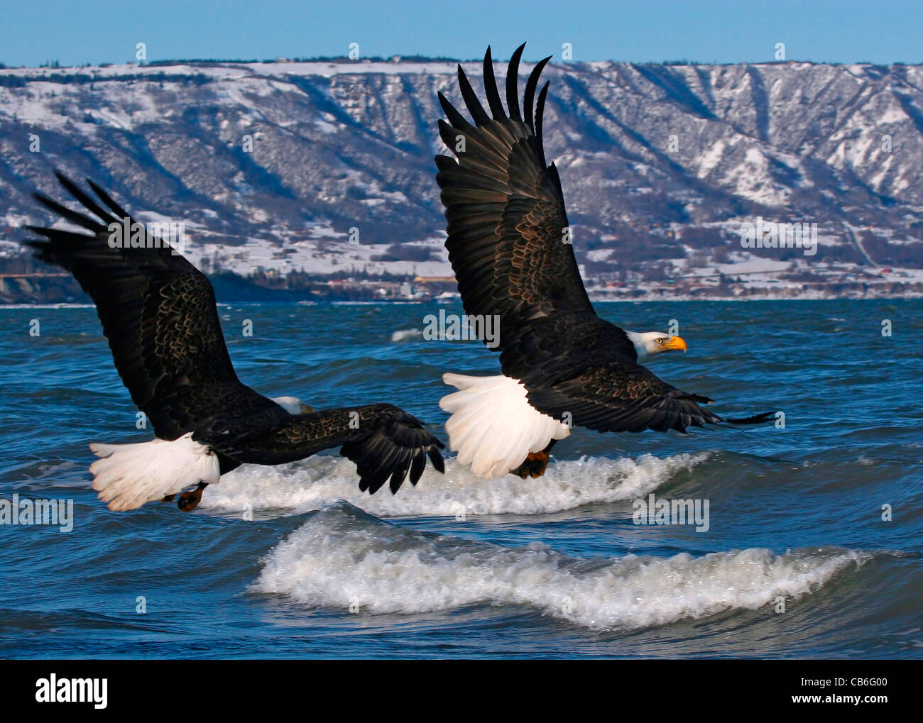 Bald eagle flying over ocean hi-res stock photography and images - Alamy