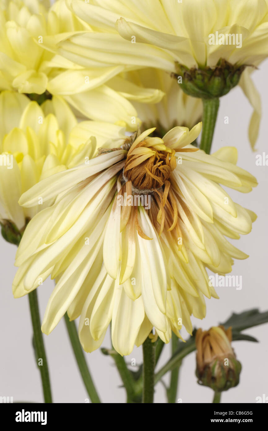 Grey mould (Botrytis cinerea) infection in the centre of a pale yellow ...