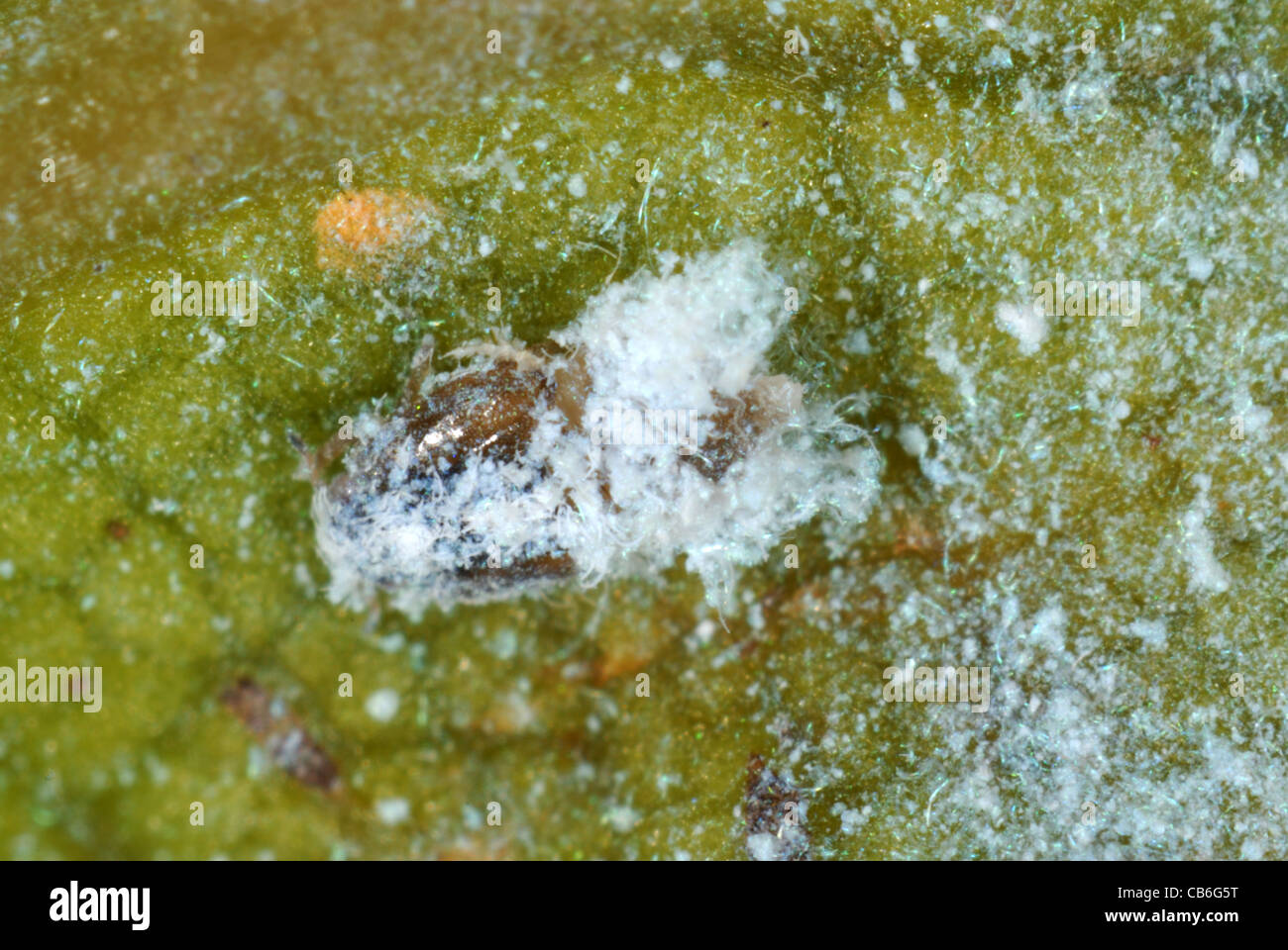 Bay sucker (Trioza alacris) wax covered nymphs inside distorted bay ...