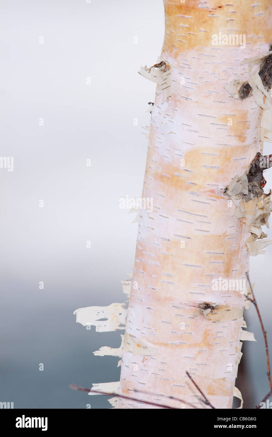 Birch bark hi-res stock photography and images - Alamy
