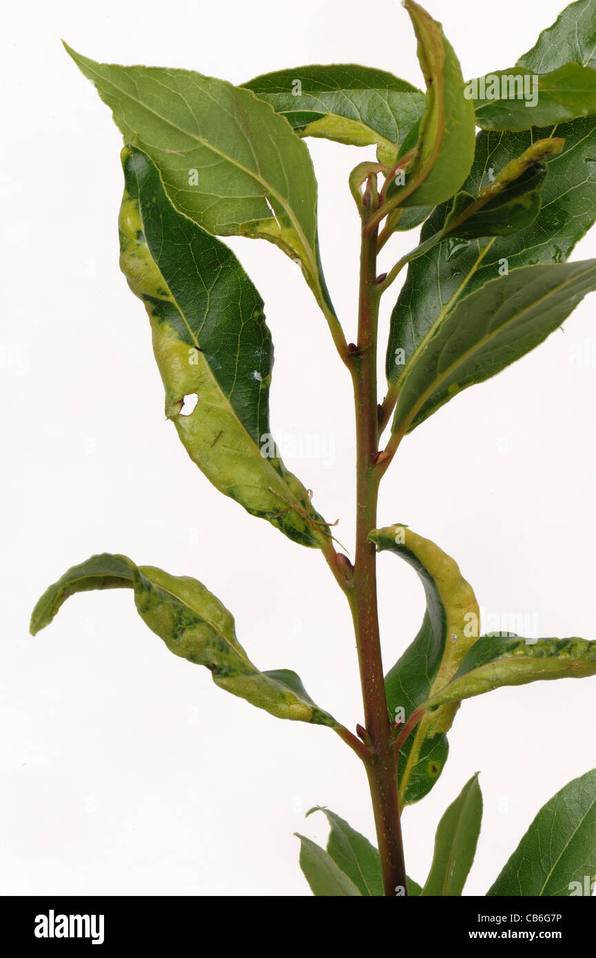 Bay sucker (Trioza alacris) blisters on bay laurel leaves Stock Photo ...