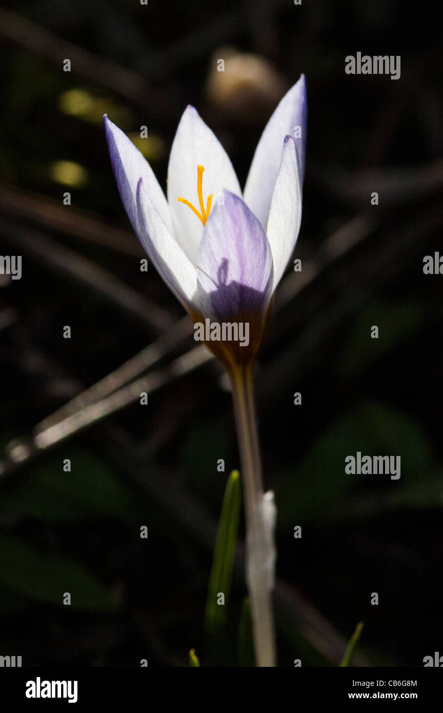 Crocus vernus albiflorus; Wild Crocus; backlit Stock Photo - Alamy