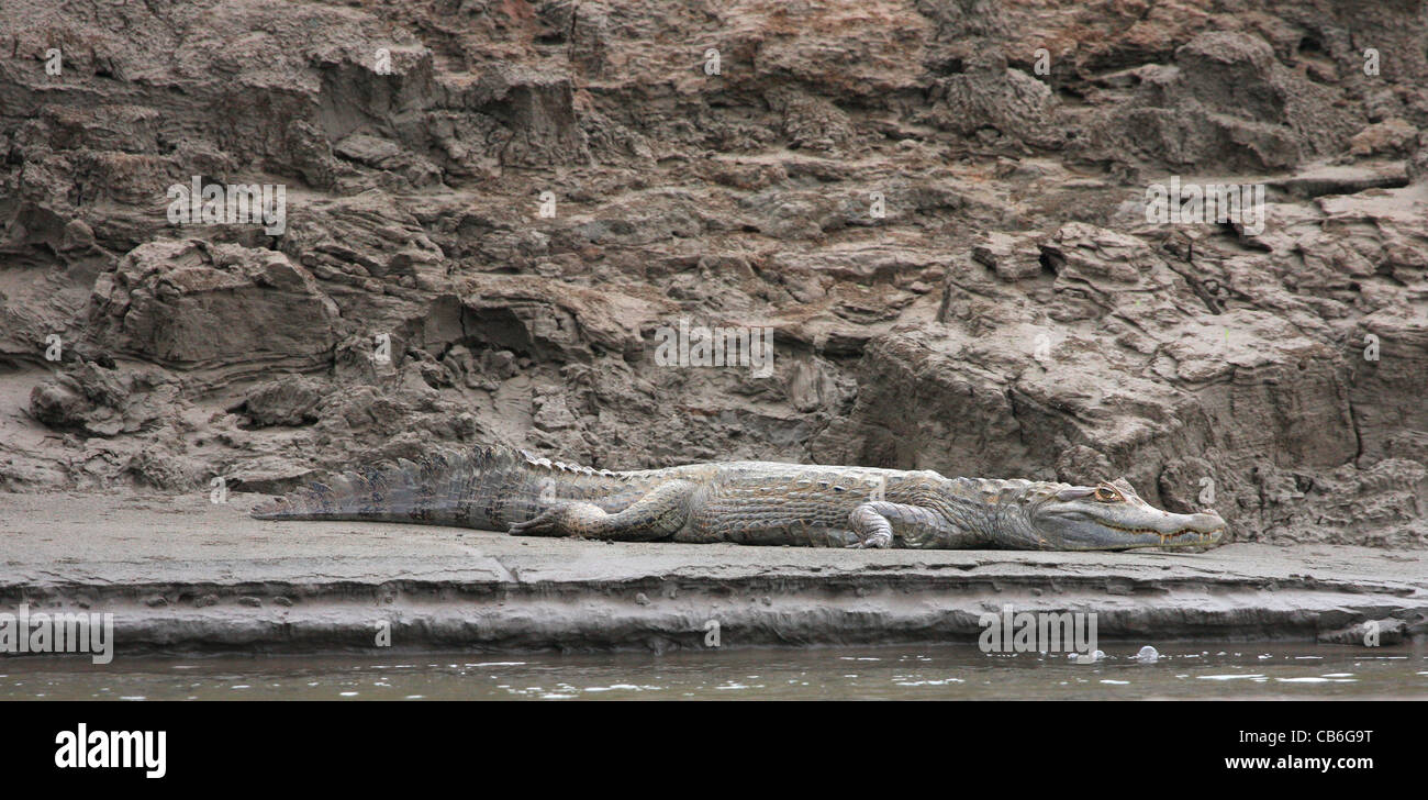 White Caiman, Peru Stock Photo - Alamy
