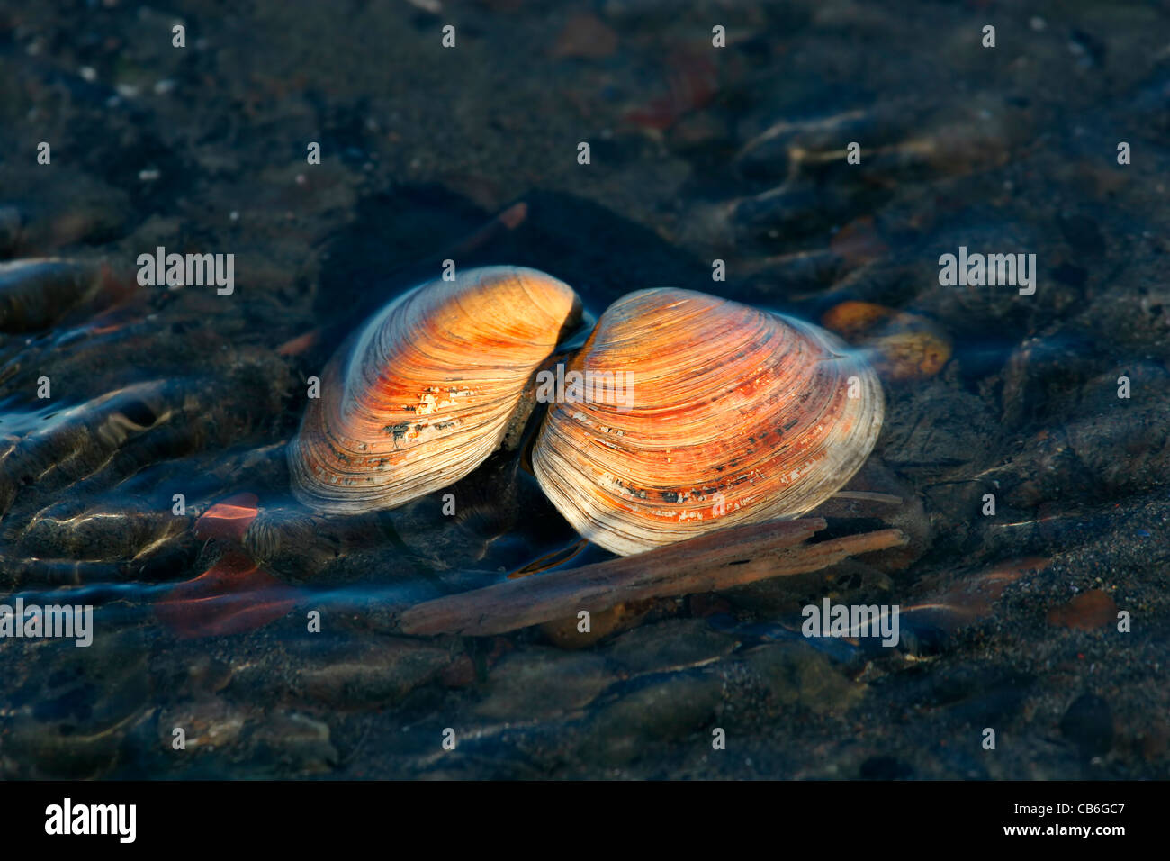 Clam shell hi-res stock photography and images - Alamy