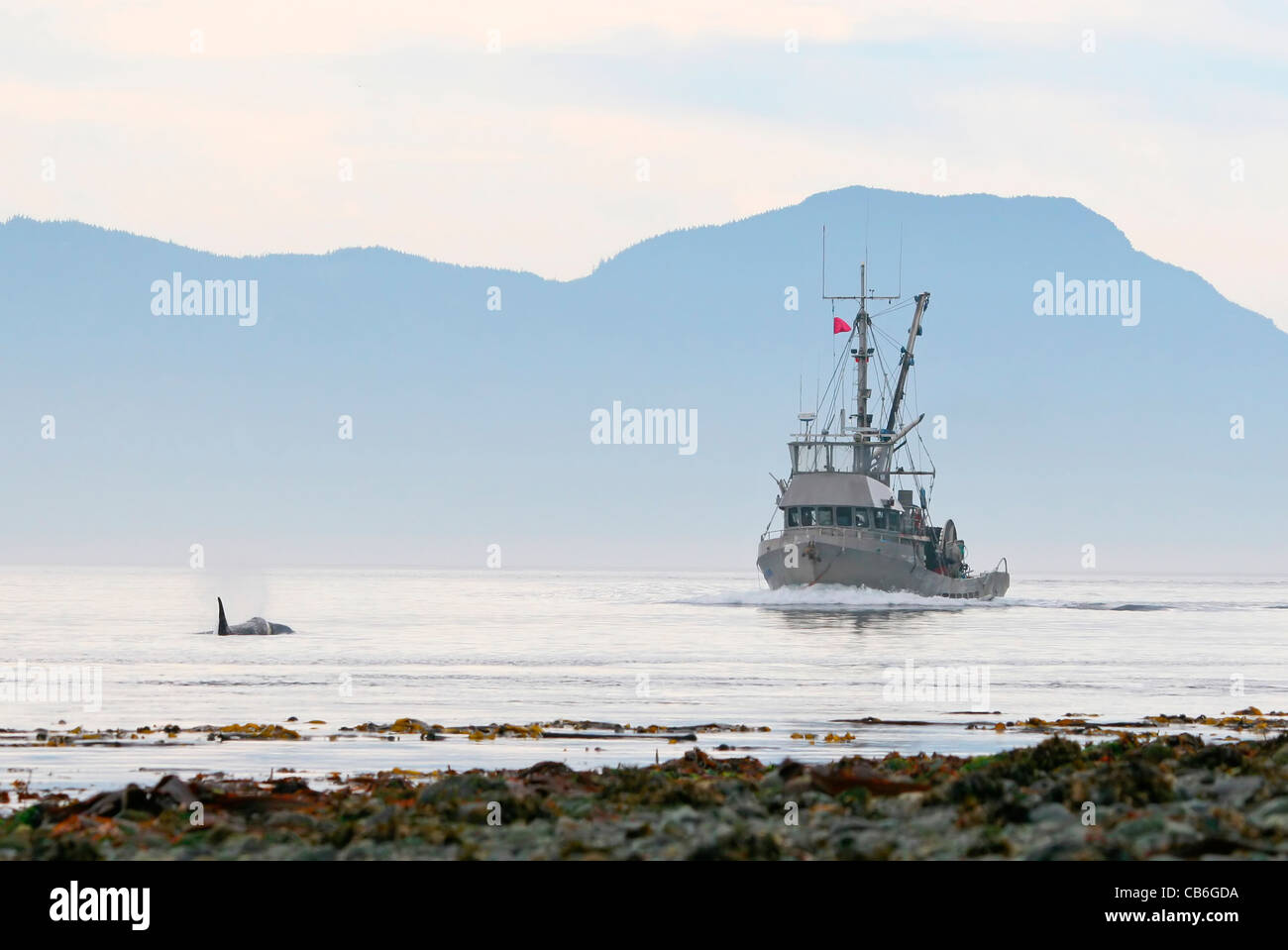 Orca Orcinus orca Stock Photo - Alamy