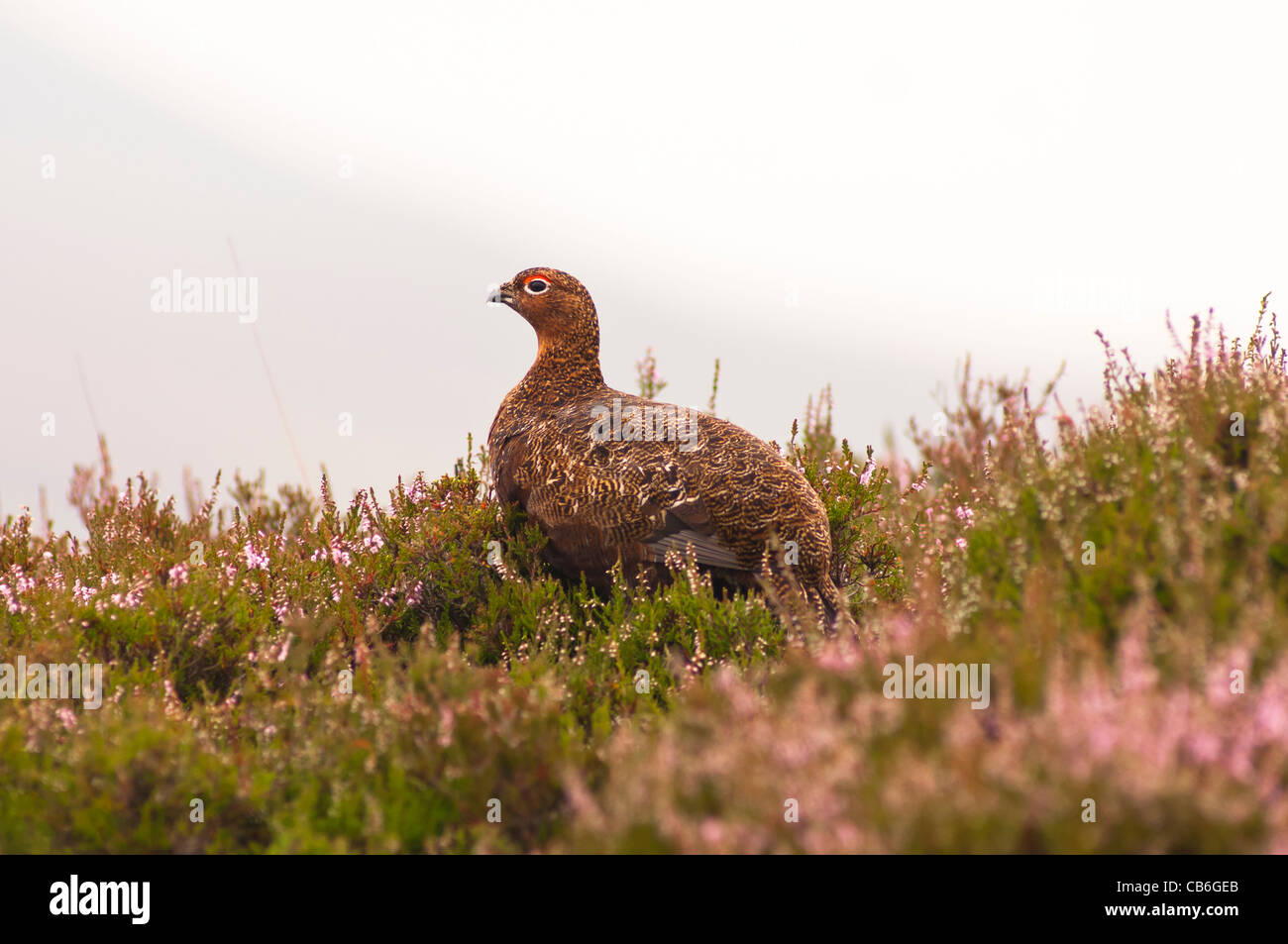 A Red Grouse ( Lagopus lagopus scoticus ) in moorland , Yorkshire Dales ...