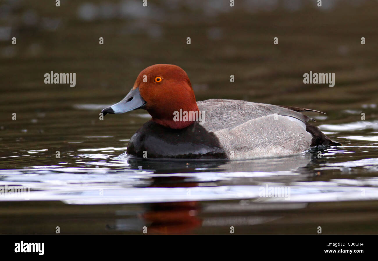 Redhead duck hi-res stock photography and images - Alamy