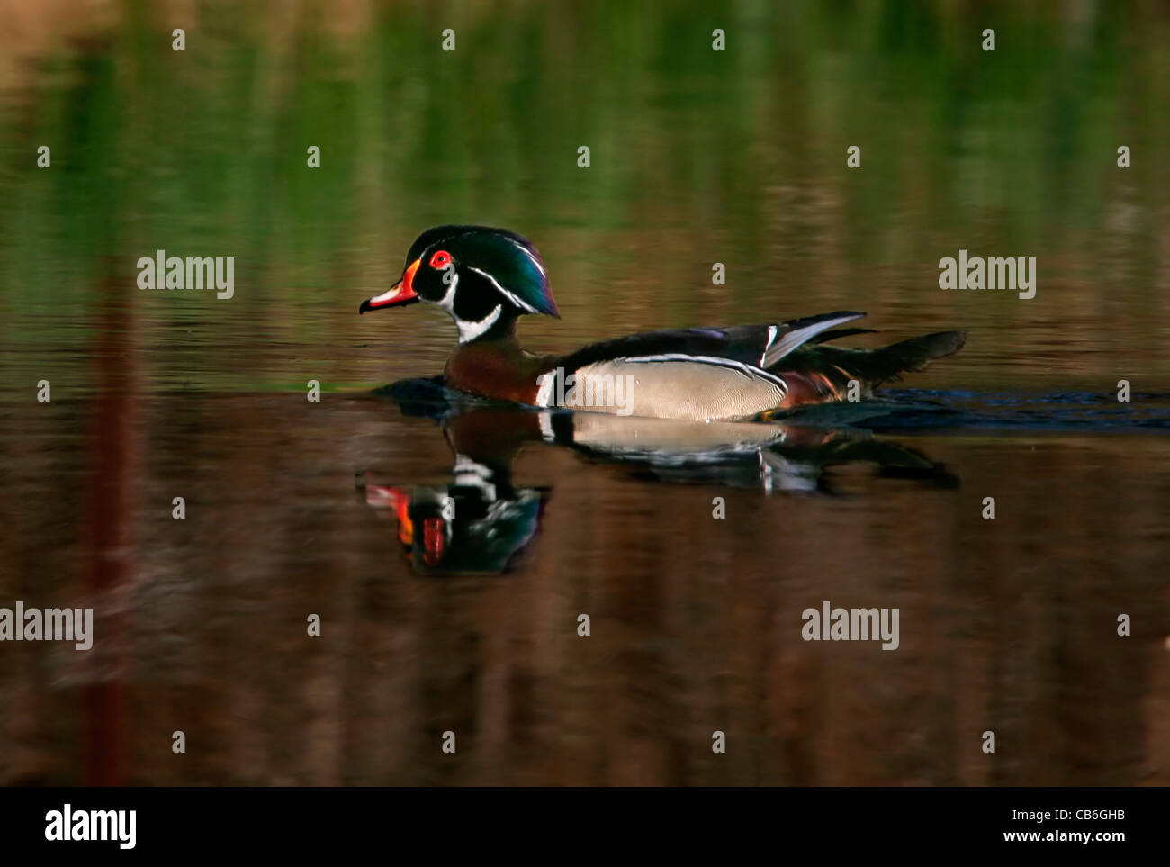 Western marsh duck hi-res stock photography and images - Alamy