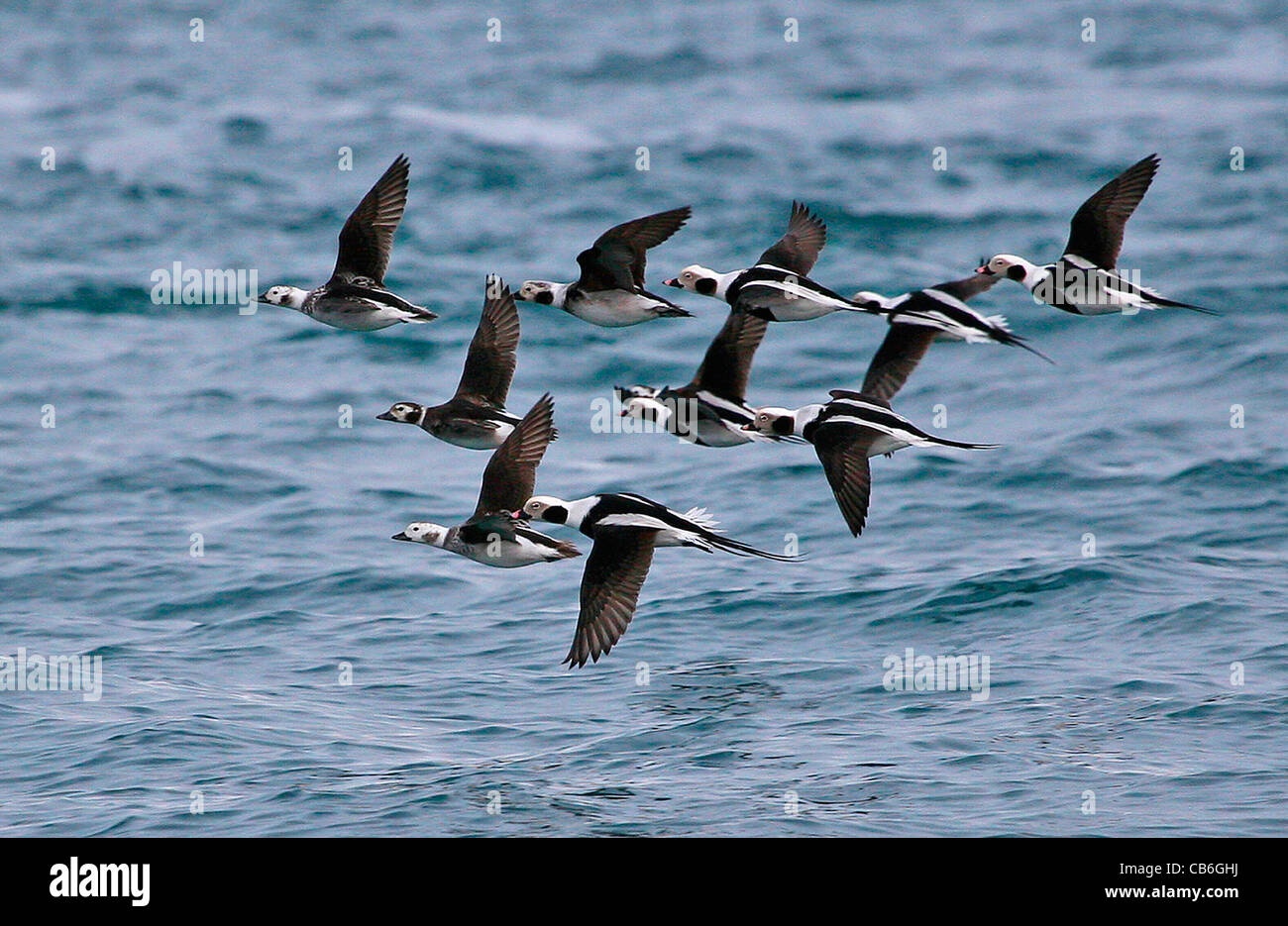 Longtailed Ducks In Flight Stock Photo - Alamy