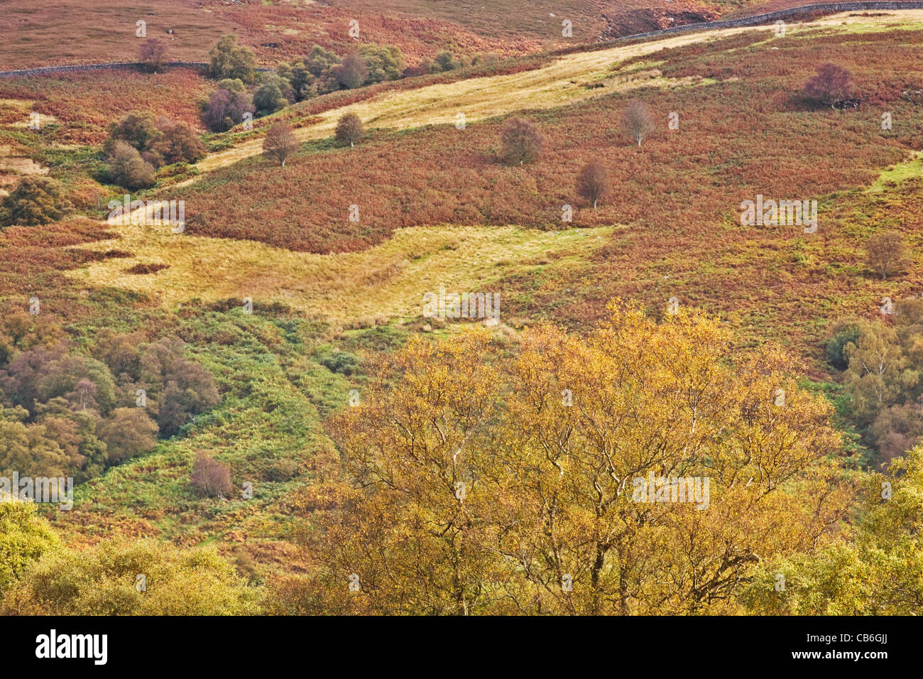 Line of trees in autumnal colours in Billsmoor Park near Elsdon ...