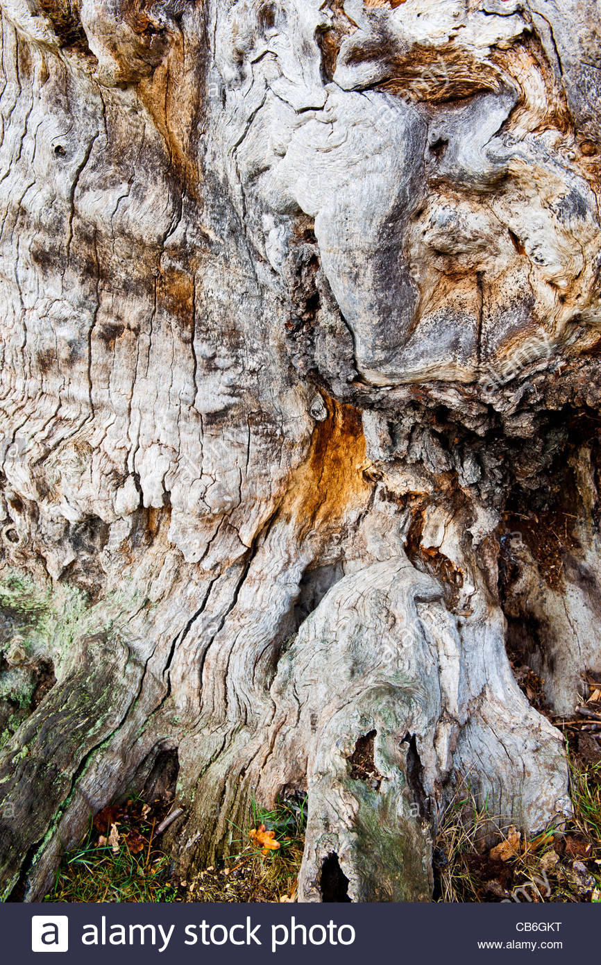 Heartwood Stock Photos & Heartwood Stock Images - Alamy