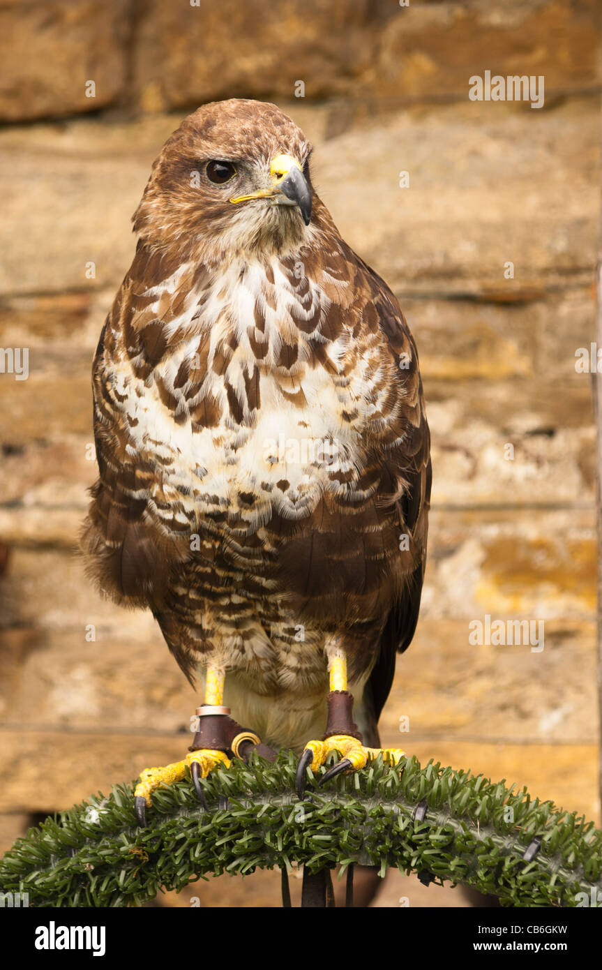 A Common Buzzard ( Buteo buteo ) in captivity in the Uk Stock Photo - Alamy