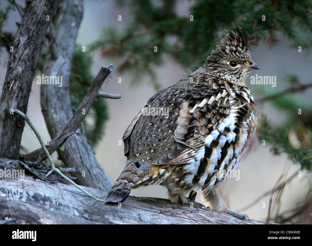 Ruffed Grouse Bonasa umbellus Stock Photo - Alamy