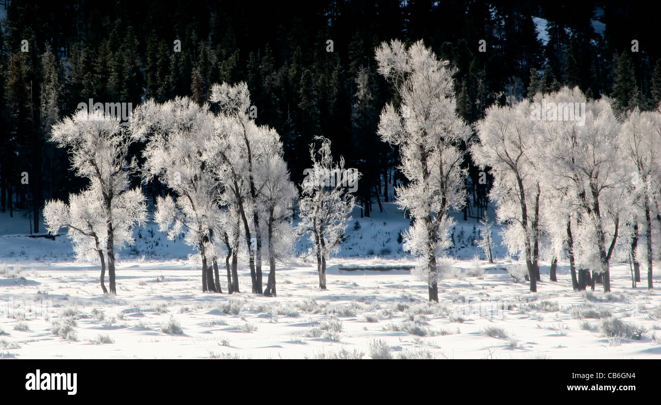 Every tree hi-res stock photography and images - Alamy