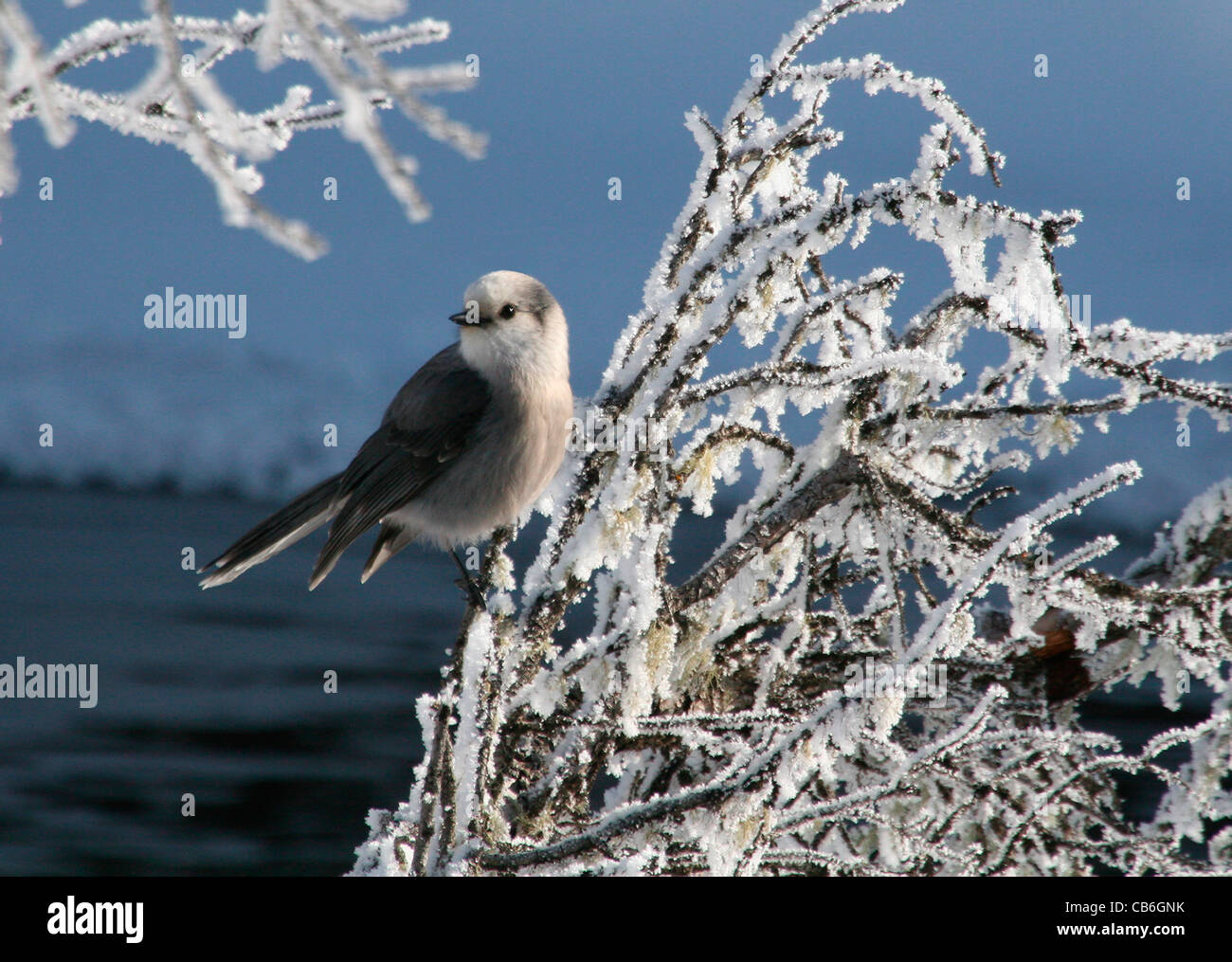 Gray Jay Perisoreus canadensis Stock Photo - Alamy