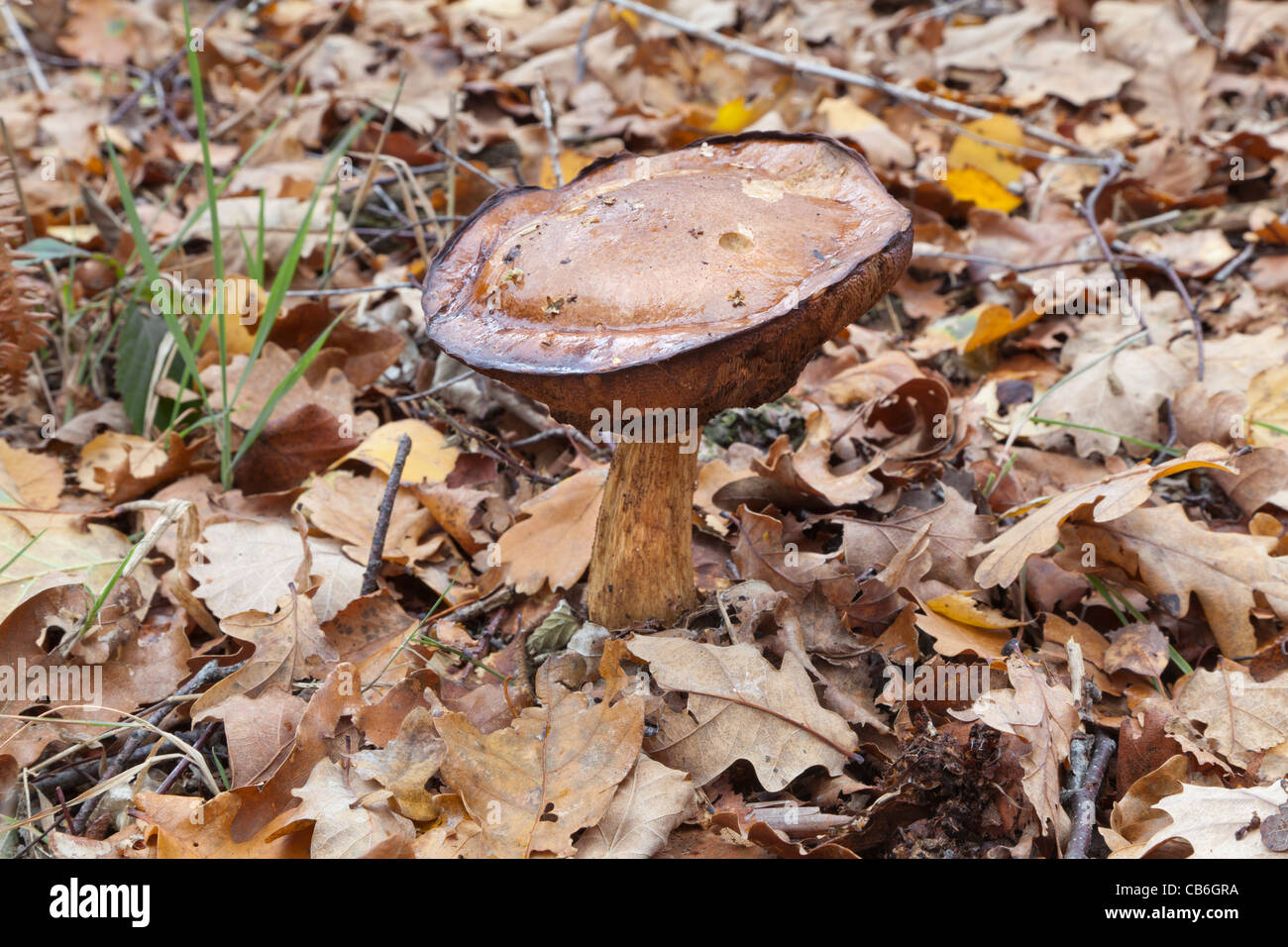 Autumn fungus - large brown toadstool growing in Surrey woods, England ...