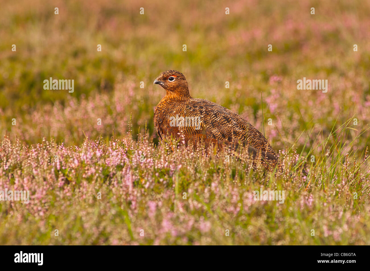 A Red Grouse ( Lagopus lagopus scoticus ) in moorland , Yorkshire Dales ...