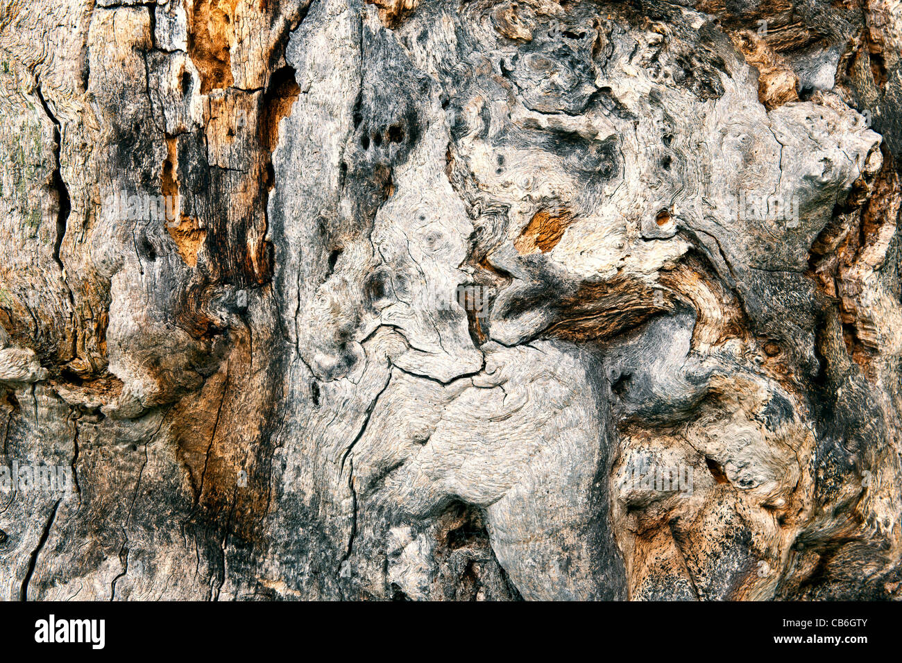 English oak tree revealed heartwood texture Quercus robur ancient ...